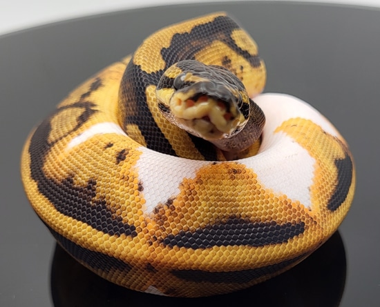 Yellow Belly, Enchi, Pied Ball Python by Regius Sphera Pythons