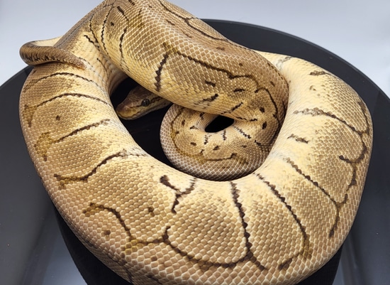 Pastel, Pinstripe Ball Python by Regius Sphera Pythons