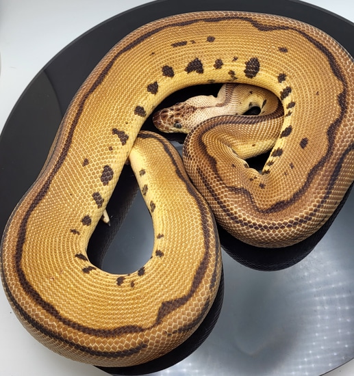 Leopard, Pastel, Blade, Clown Ball Python by Regius Sphera Pythons