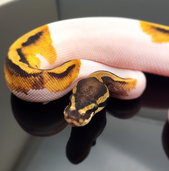 Yellow Belly Pied Ball Python by Regius Sphera Pythons