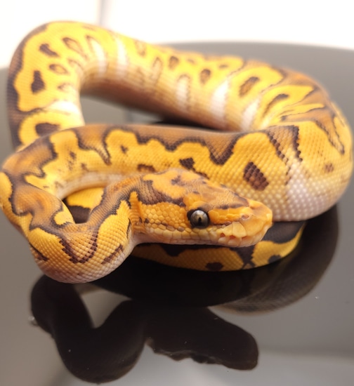 Special Clown Ball Python by Regius Sphera Pythons