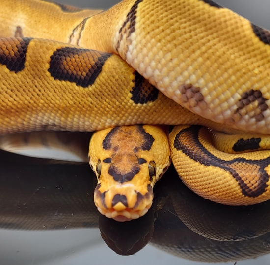 Enchi, Special, Clown Ball Python by Regius Sphera Pythons