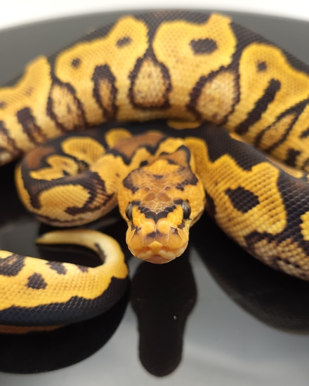 Yellow Belly, Clown Ball Python by Regius Sphera Pythons