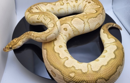 Proven. Special, Yellow Belly, Clown Ball Python by Regius Sphera Pythons