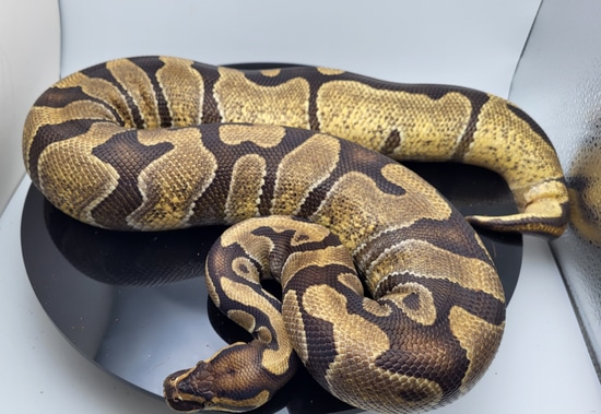 Breeding Pair. Double Het Desert Ghost, Hypo. Two Snakes Ball Python by ...