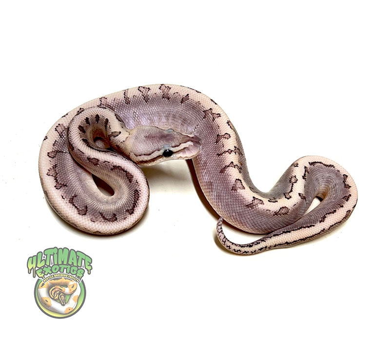 Bamboo Pinstripe Vanilla Ball Python by Ultimate Exotics Reptiles ...