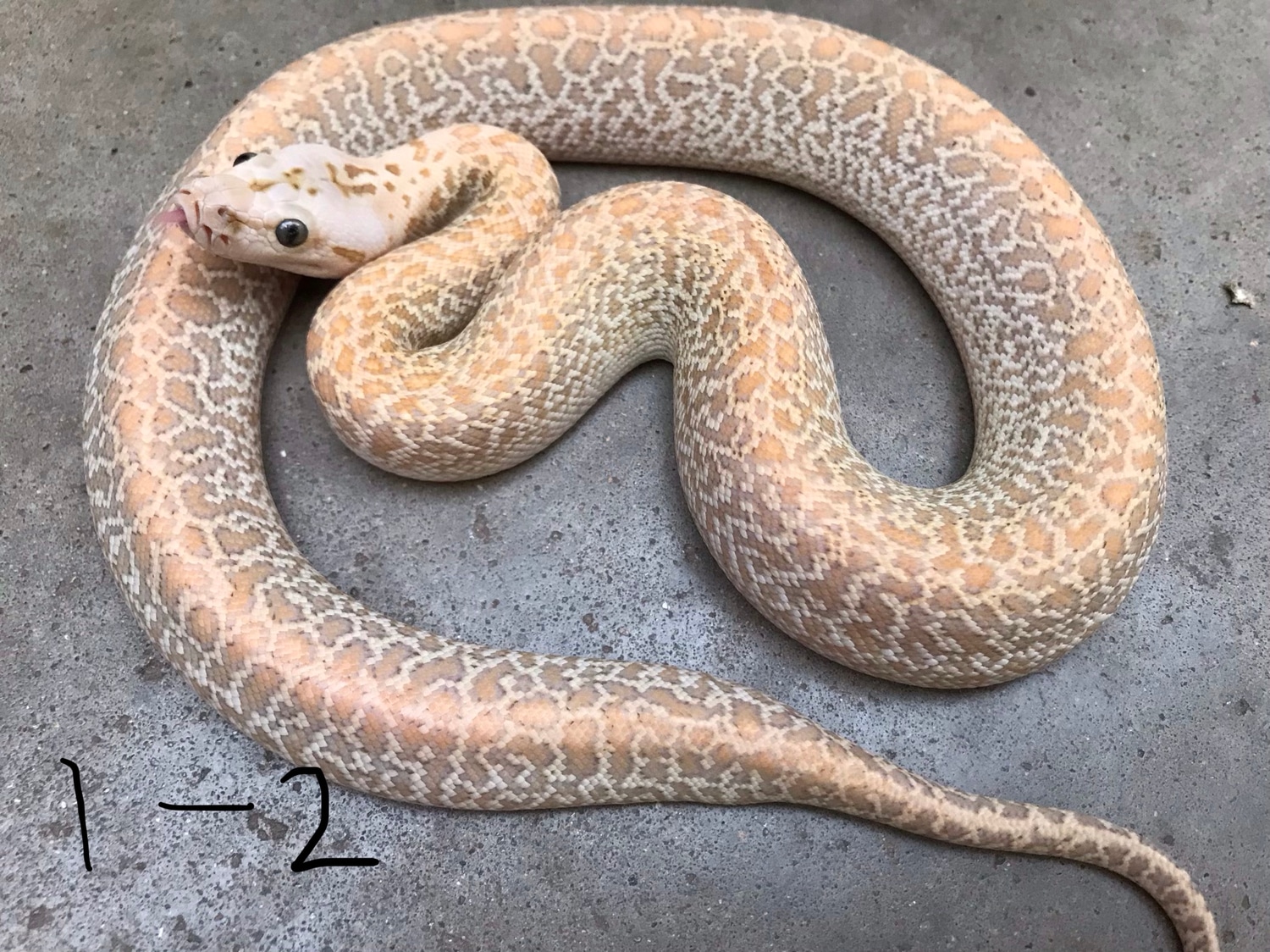 Hypo Granite Possible Het Albino Burmese Python by Pets-A-Plenty: The ...