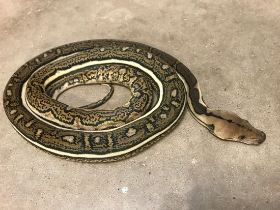 Anthrax Tiger Male 22 Reticulated Python by Pets-A-Plenty: The Ultimate ...