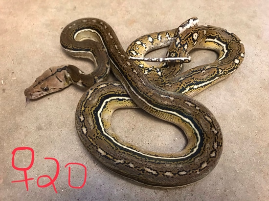 2019 Female Anthrax #20 Reticulated Python by Pets-A-Plenty: The ...