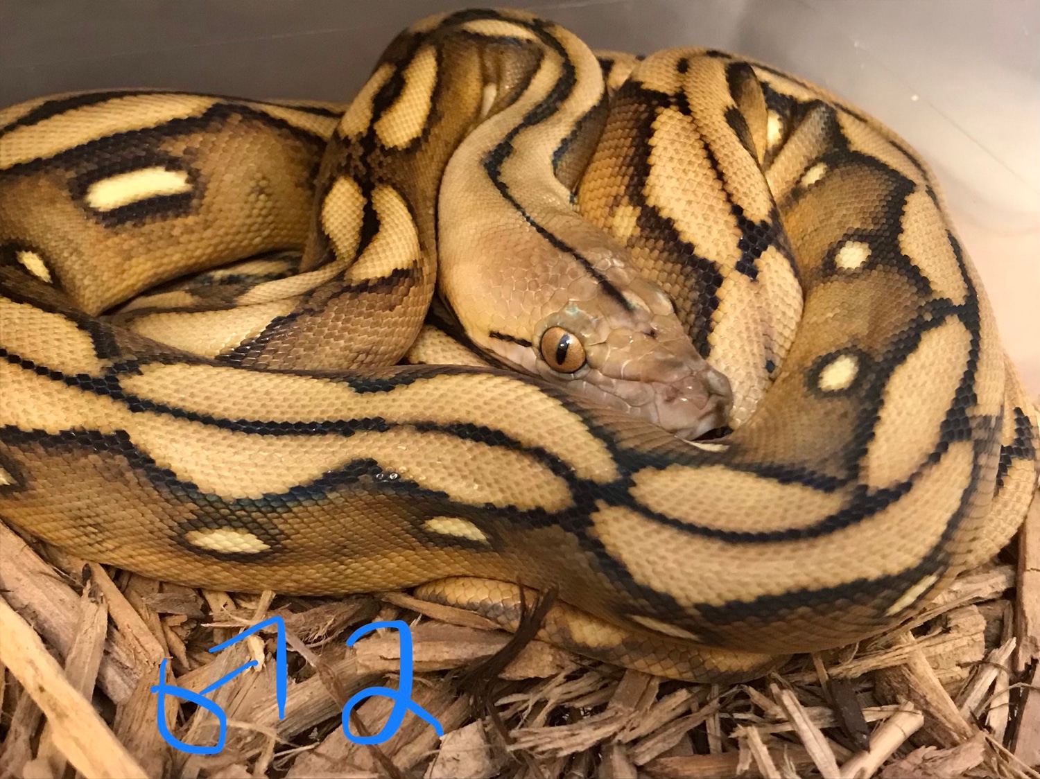 2019 25% Dwarf Suntiger Double Het Snow #2 Reticulated Python by Pets-A ...