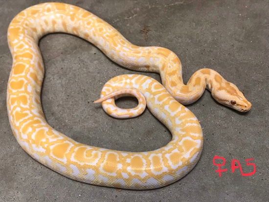 Albino Double Het Green Granite Burmese Python by Pets-A-Plenty: The ...