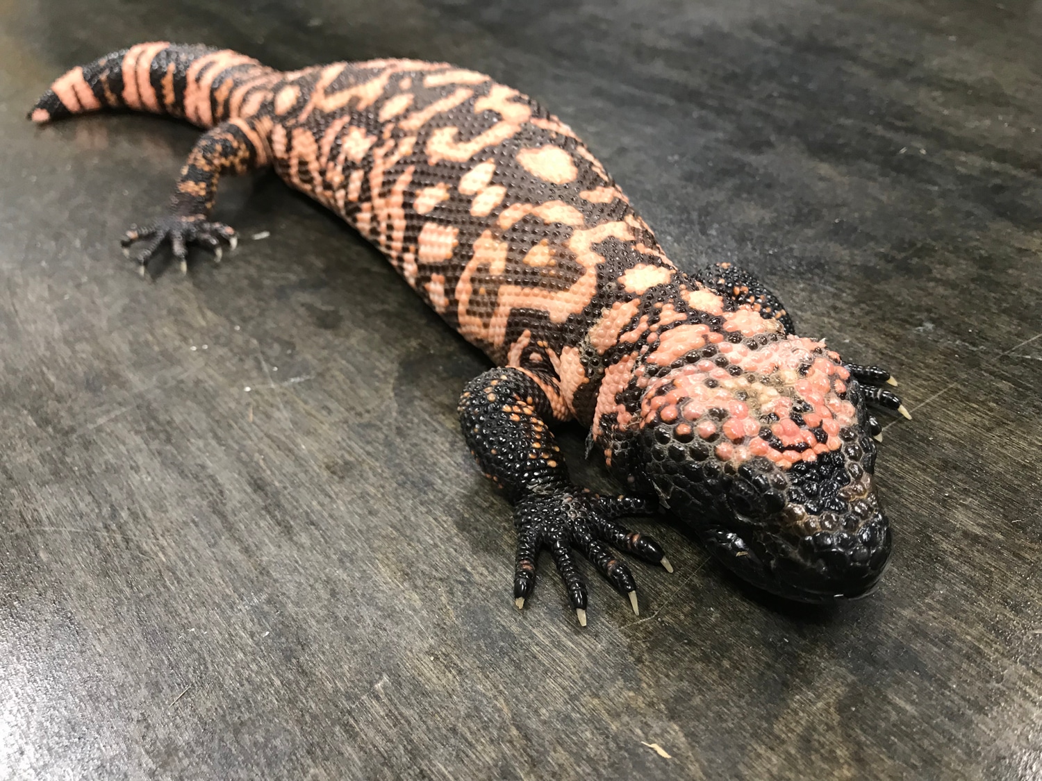 Gila Monster Other Lizard by Pets-A-Plenty: The Ultimate Reptile Shop ...