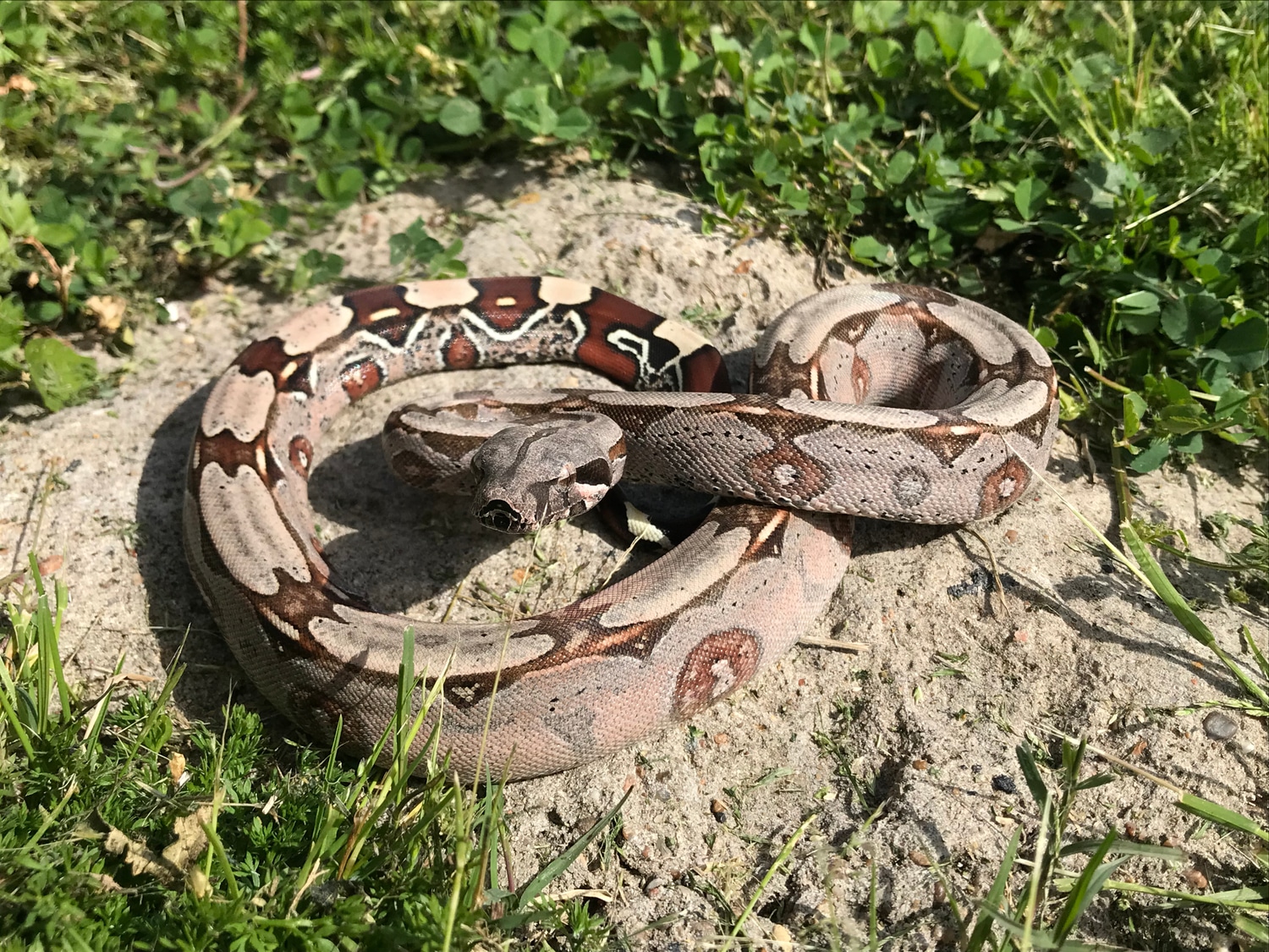 Suriname Male 9 True Red-tailed Boa Constrictor by Pets-A-Plenty: The ...