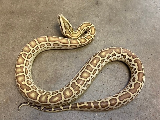Hypo Female Possible Het Albino Granite Labyrinth Burmese Python by ...