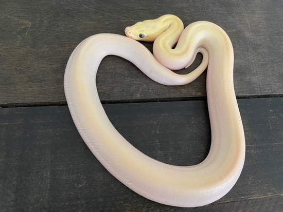 Ivory Possible Het Albino Granite Labyrinth Burmese Python by Pets-A ...