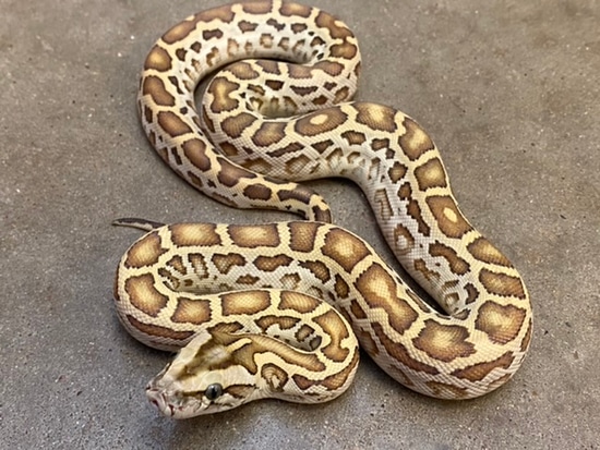 Hypo Poss Het Albino Granite Labyrinth Burmese Python by Pets-A-Plenty ...