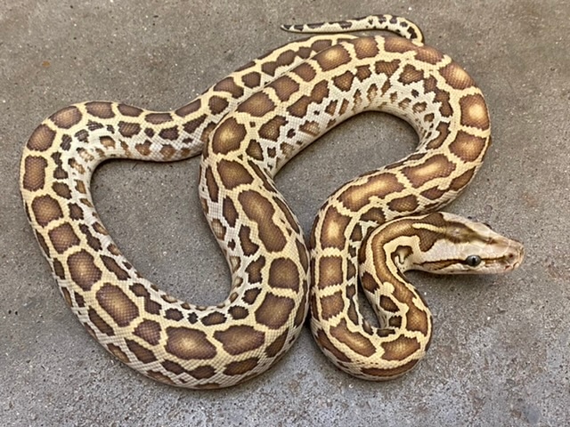 Hypo Poss Het Albino Granite Labyrinth Burmese Python by Pets-A-Plenty ...