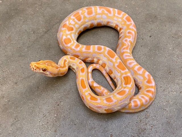 Albino 50% PH Labyrinth Burmese Python by Pets-A-Plenty: The Ultimate ...