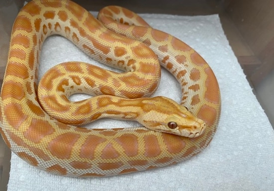 Pearl PH Labyrinth Burmese Python by Pets-A-Plenty: The Ultimate ...