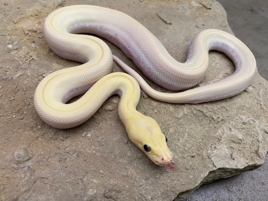 Ivory PH Albino Granite Labyrinth Burmese Python by Pets-A-Plenty: The ...