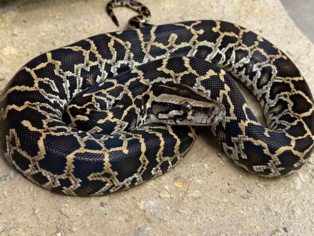 Normal PH Albino Granite Labyrinth Burmese Python by Pets-A-Plenty: The ...