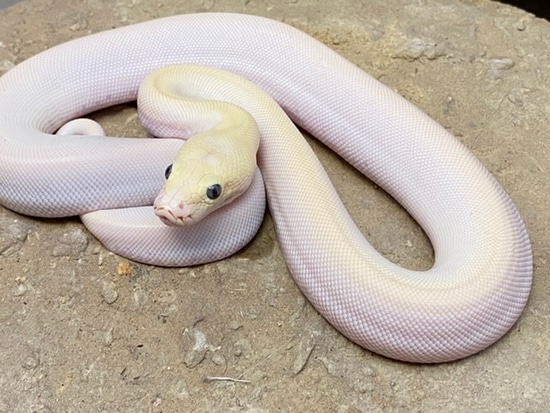 Ivory Het Granite PH Albino Labyrinth Burmese Python by Pets-A-Plenty ...