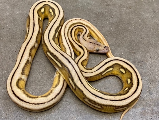 25% Dwarf Sunfire Super Tiger Het Snow Female 4 Reticulated Python by ...