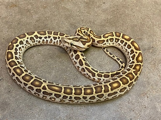Hypo Het Granite PH Albino Labyrinth Burmese Python by Pets-A-Plenty ...