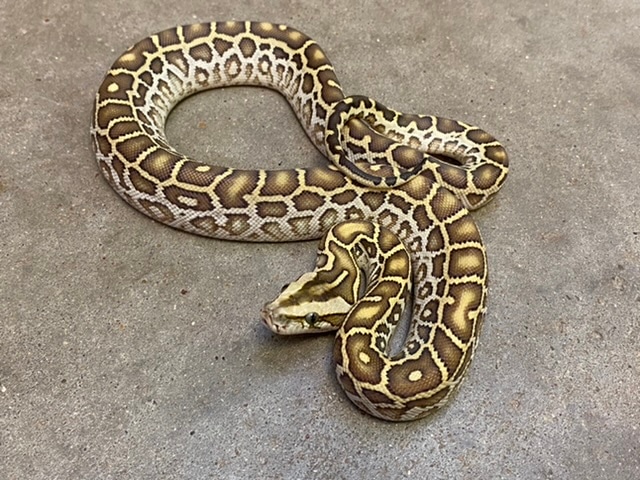 Hypo Het Granite PH Albino Labyrinth Burmese Python by Pets-A-Plenty ...
