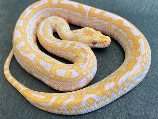 Albino Labyrinth Burmese Python by Pets-A-Plenty: The Ultimate Reptile Shop