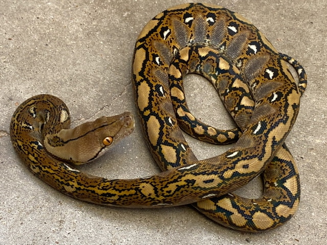 Het Orange Ghost Stripe Reticulated Python by Pets-A-Plenty: The ...