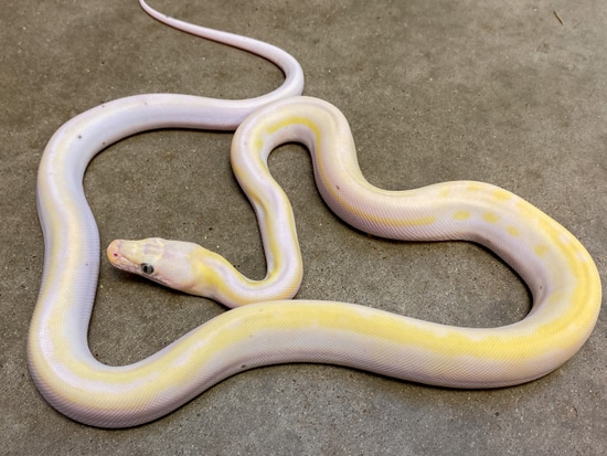Cow Reticulated Python by Pets-A-Plenty: The Ultimate Reptile Shop