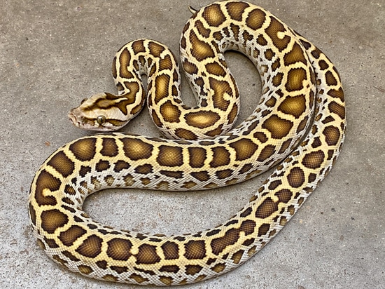 Hypo Het Granite Poss Het Albino Lab Burmese Python by Pets-A-Plenty ...