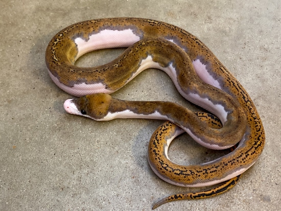 Pied Possible Het Albino Reticulated Python by Pets-A-Plenty: The ...