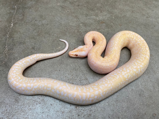 Albino Granite Burmese Python by Pets-A-Plenty: The Ultimate Reptile Shop