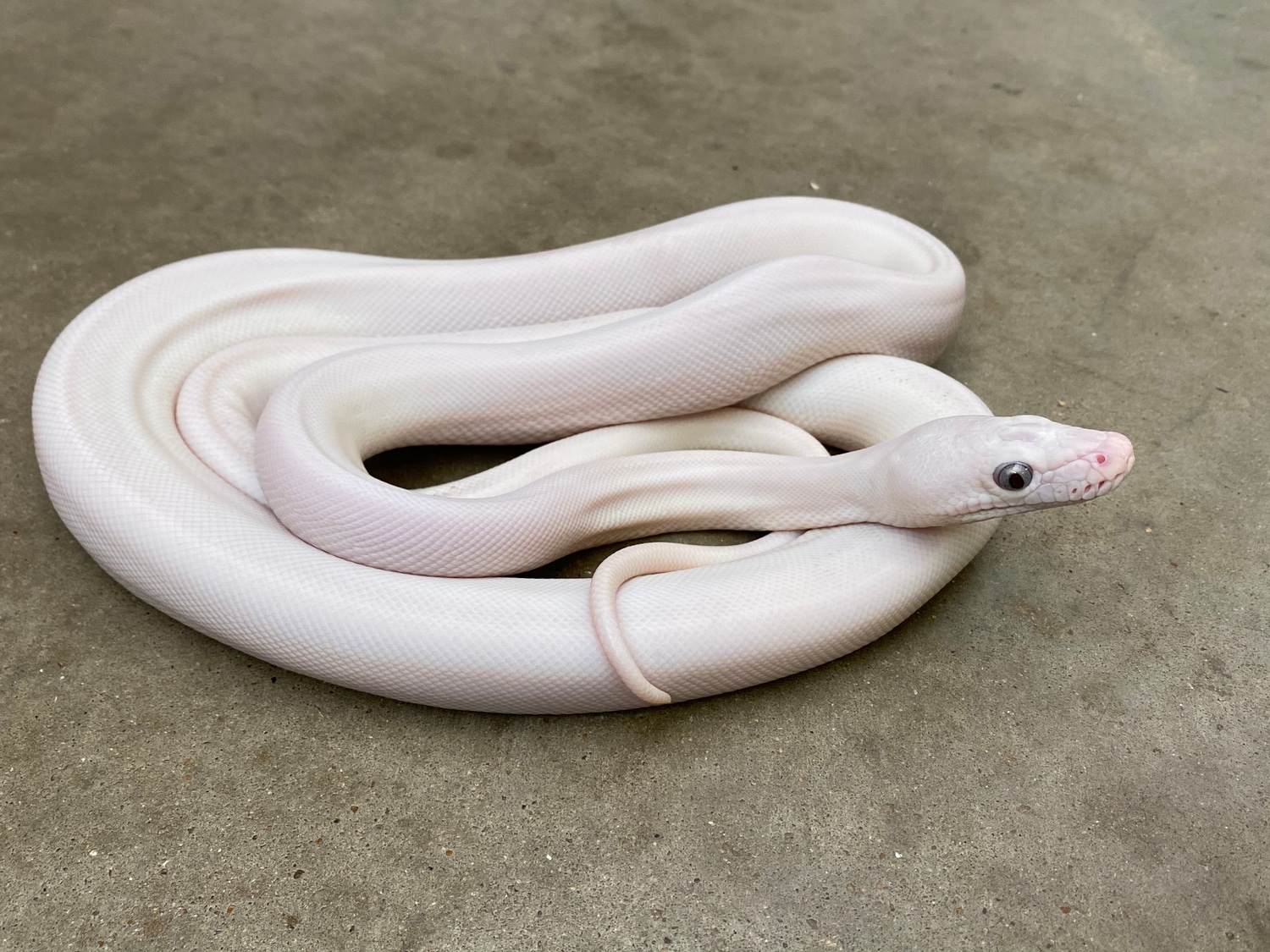 Super Phantom Reticulated Python by Pets-A-Plenty: The Ultimate Reptile ...