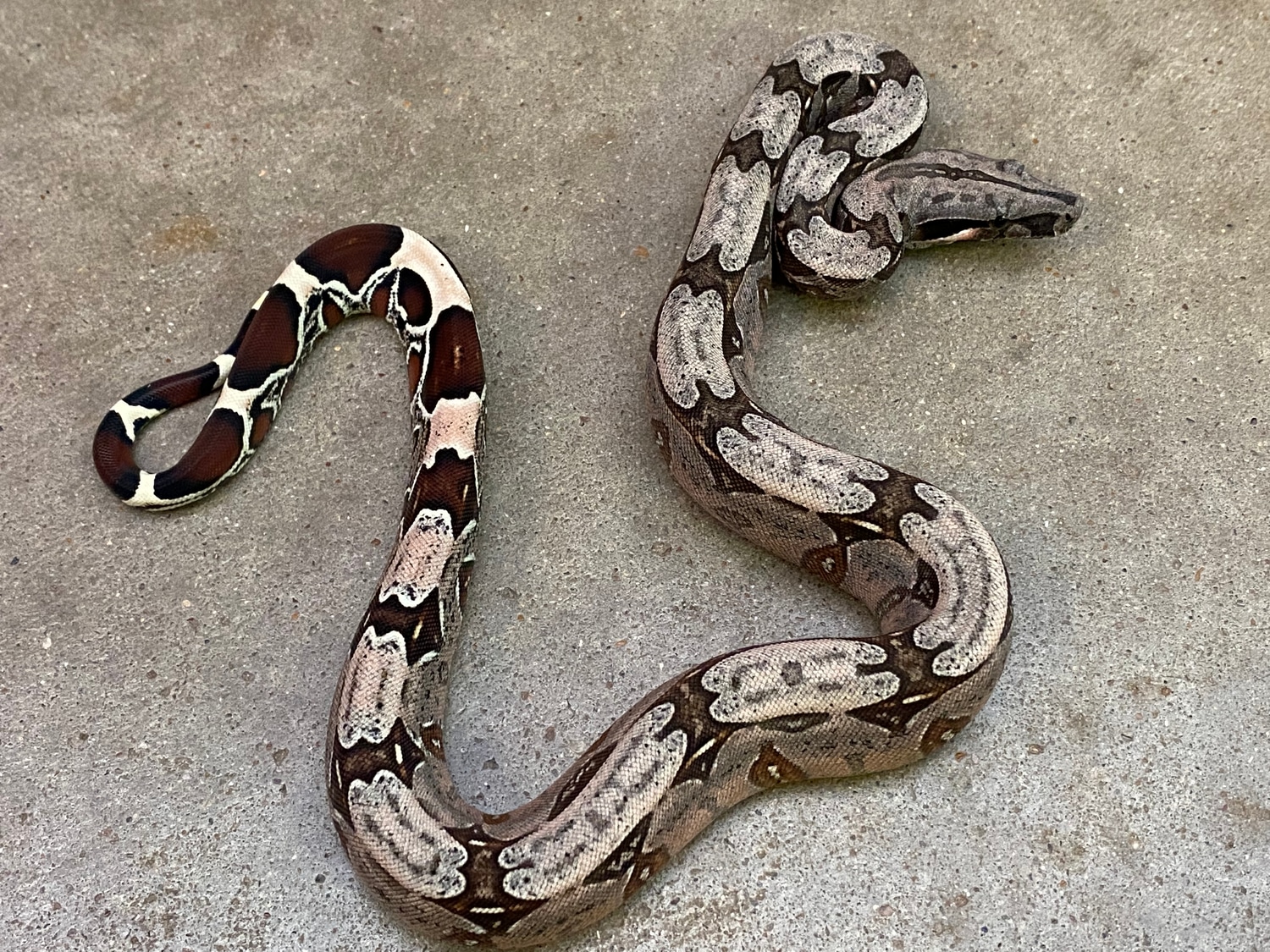 CBB Suriname True Red-tailed Boa Constrictor by Pets-A-Plenty: The ...