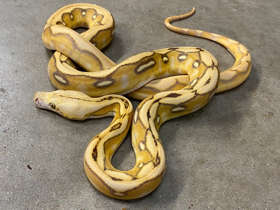 Mochino Suntiger Reticulated Python by Pets-A-Plenty: The Ultimate ...