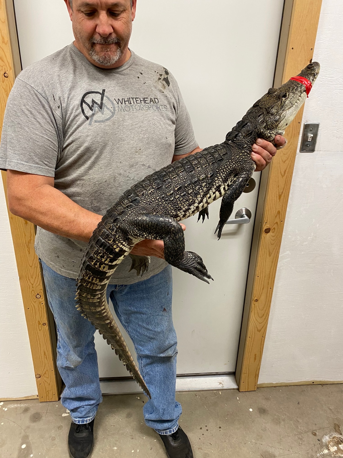 Subadult Morelet's Crocodile by Pets-A-Plenty: The Ultimate Reptile ...
