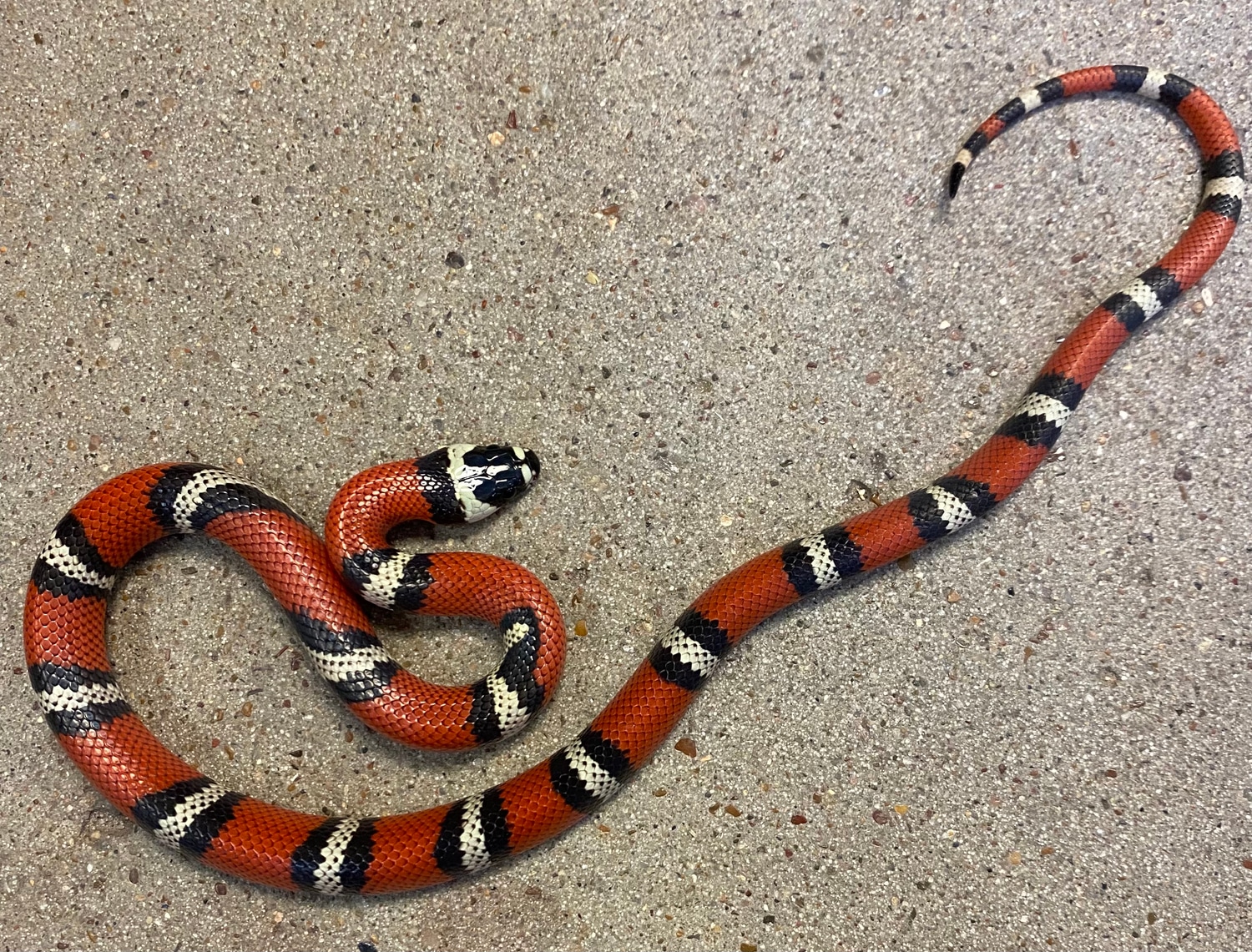 Aberrant Het Ghost Honduran Milk Snake by Pets-A-Plenty: The Ultimate ...