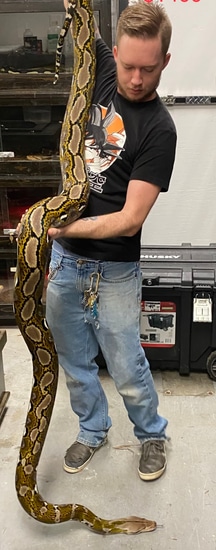 HOGS Free Shipping Reticulated Python by Pets-A-Plenty: The Ultimate ...