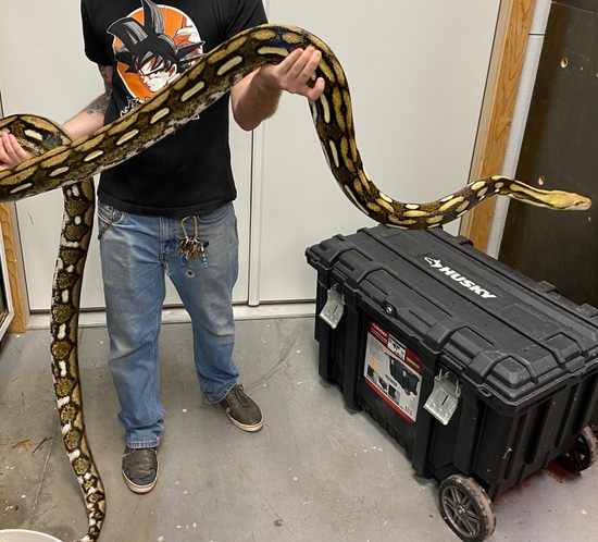 50% Dwarf Anery Tiger Free Shipping Reticulated Python by Pets-A-Plenty ...