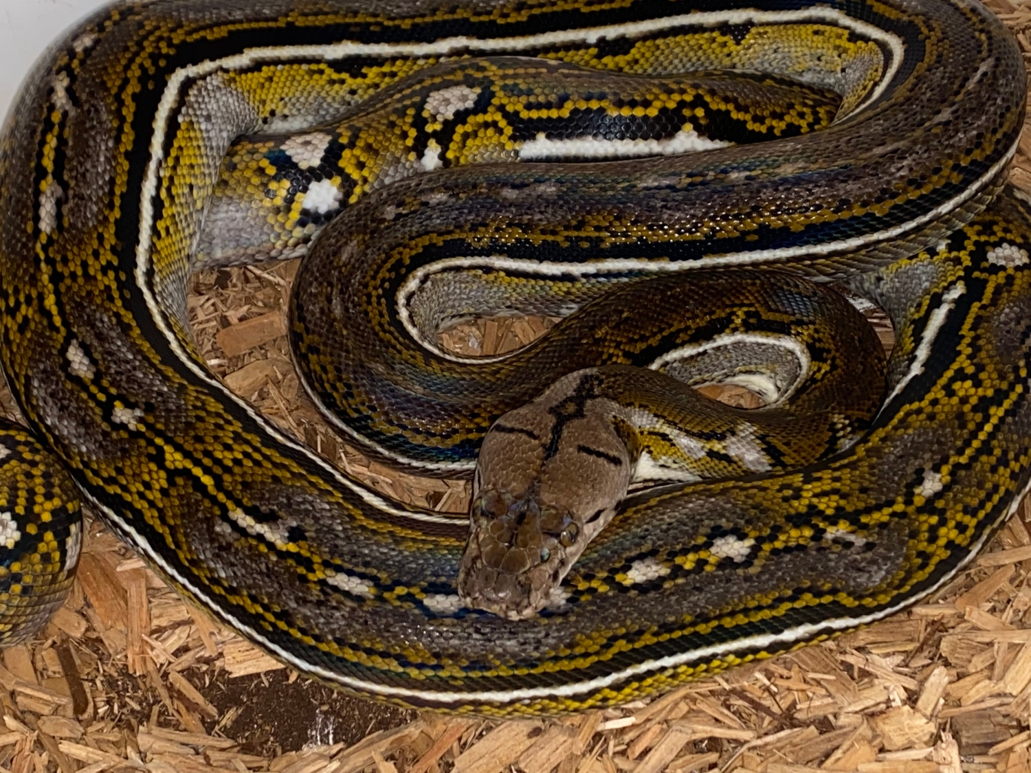 Anthrax Reticulated Python by Pets-A-Plenty: The Ultimate Reptile Shop ...