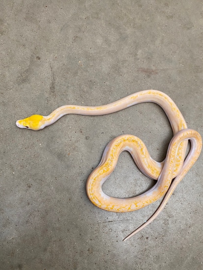 Albino Pied Small Eye Reticulated Python by Pets-A-Plenty: The Ultimate ...