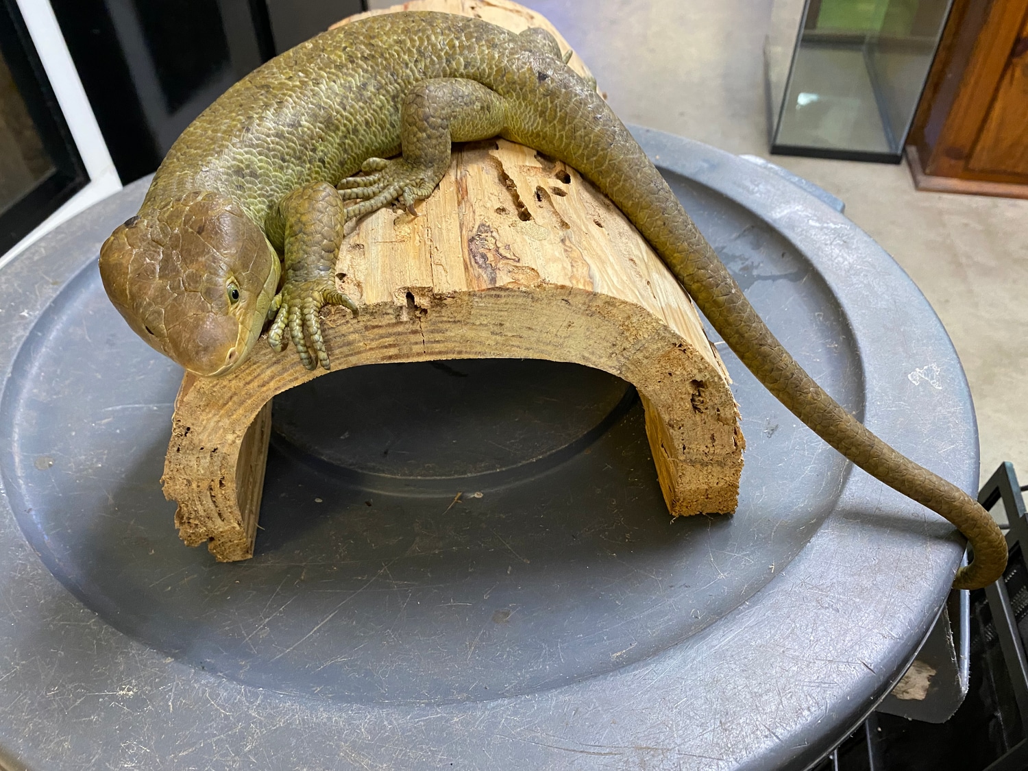 Sale! Long Term Adult Monkey-tailed Skink by Pets-A-Plenty: The ...