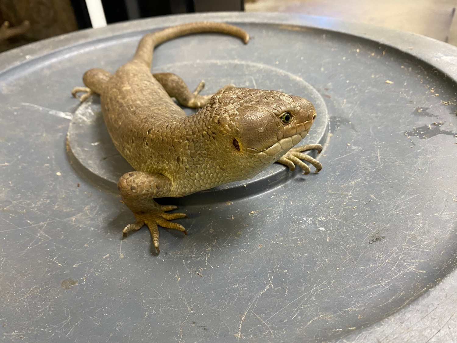 Sale! Long Term Captive Adult Monkey-tailed Skink by Pets-A-Plenty: The ...