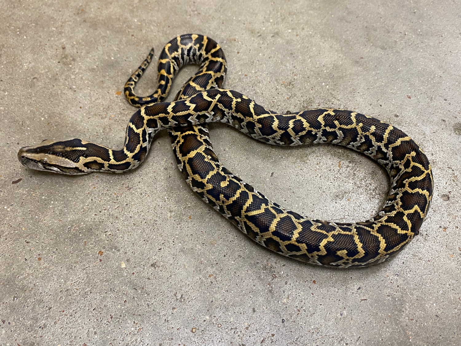 Normal 66% Het Granite Burmese Python by Pets-A-Plenty: The Ultimate ...