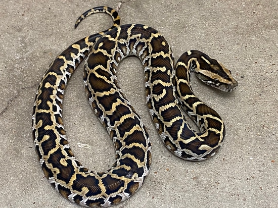 Normal 66% Het Granite Burmese Python by Pets-A-Plenty: The Ultimate ...