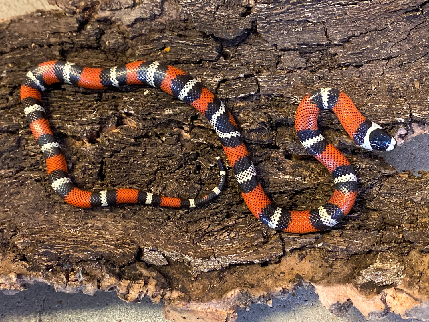 Tricolor Het Ghost Honduran Milk Snake by Pets-A-Plenty: The Ultimate ...