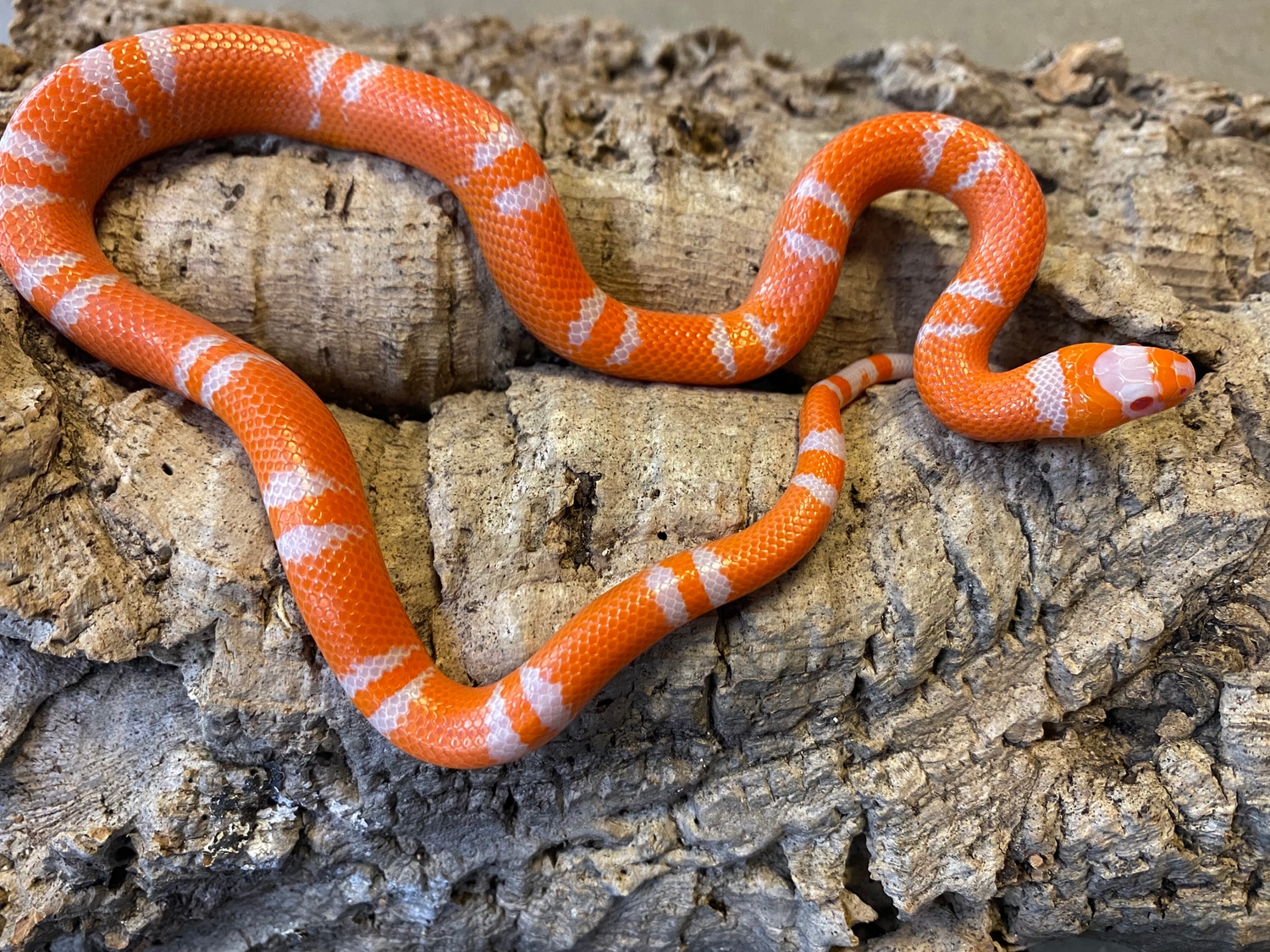 Albino Tangerine Double Het Ghost Honduran Milk Snake by Pets-A-Plenty ...